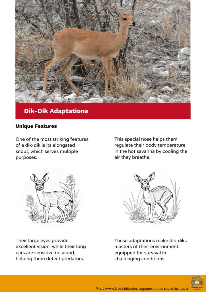 Delightful Dik Dik Fun Facts Printable - Free Kids Coloring Pages