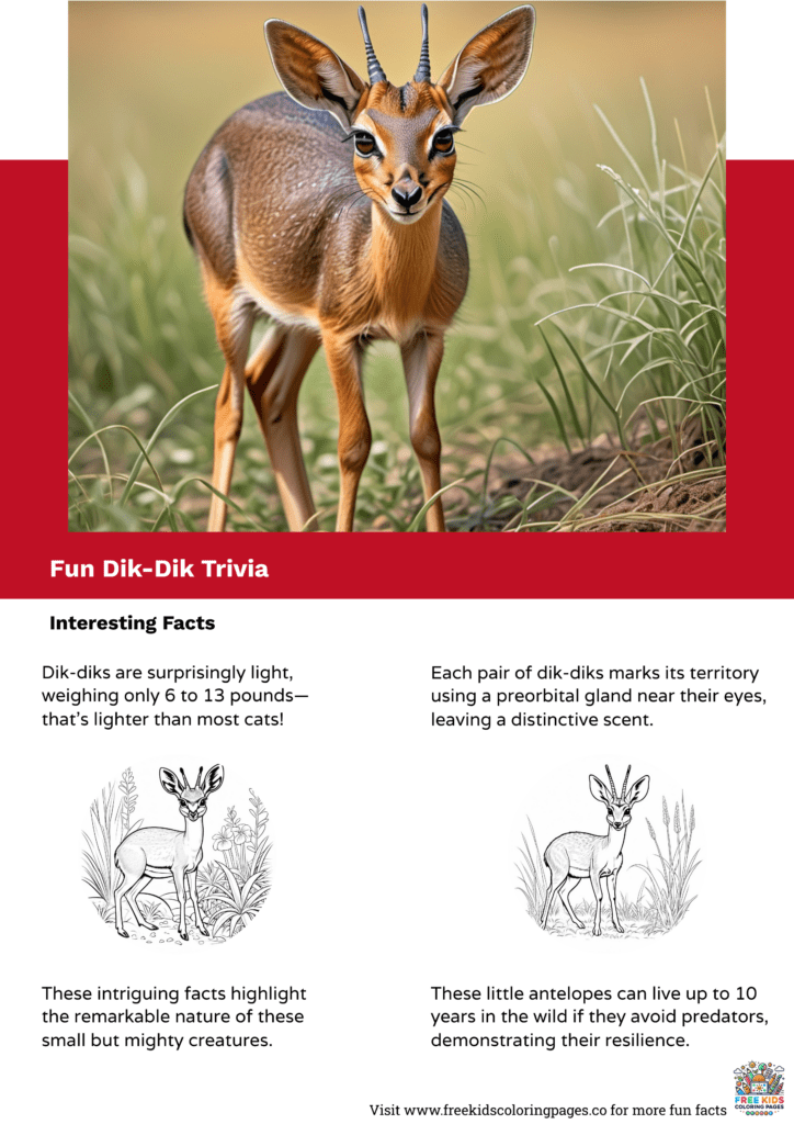 Delightful Dik Dik Fun Facts Printable - Free Kids Coloring Pages