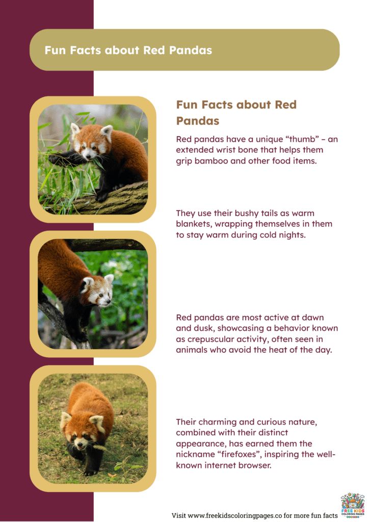 Adorable Red Panda Fun Facts Printable - Free Kids Coloring Pages